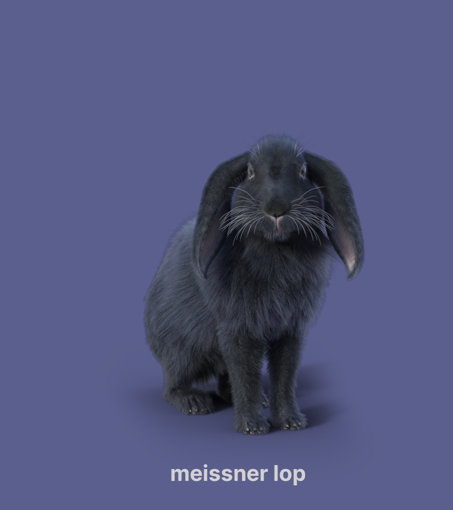 Rabbits by AM - Collection 2 | Daz 3D