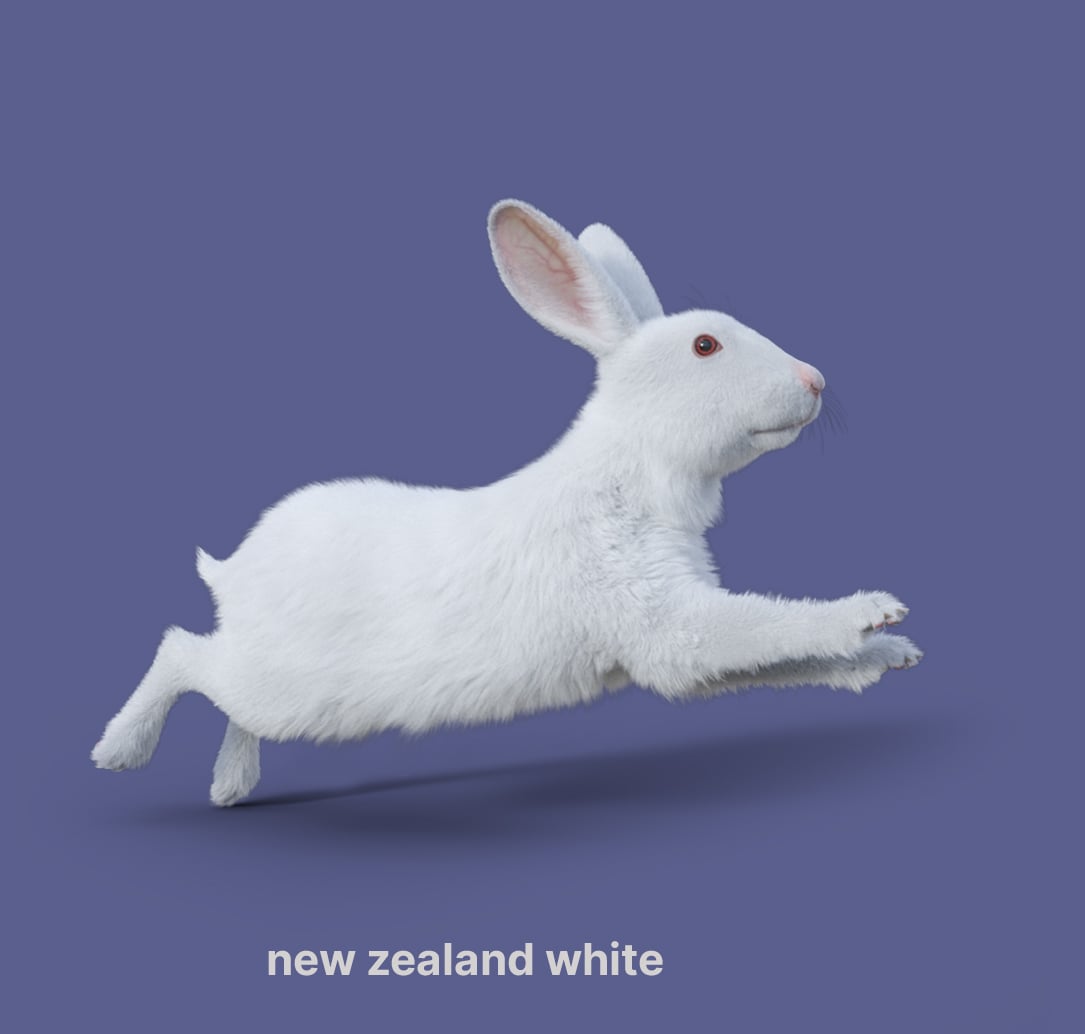 Rabbits by AM - Collection 2 | Daz 3D