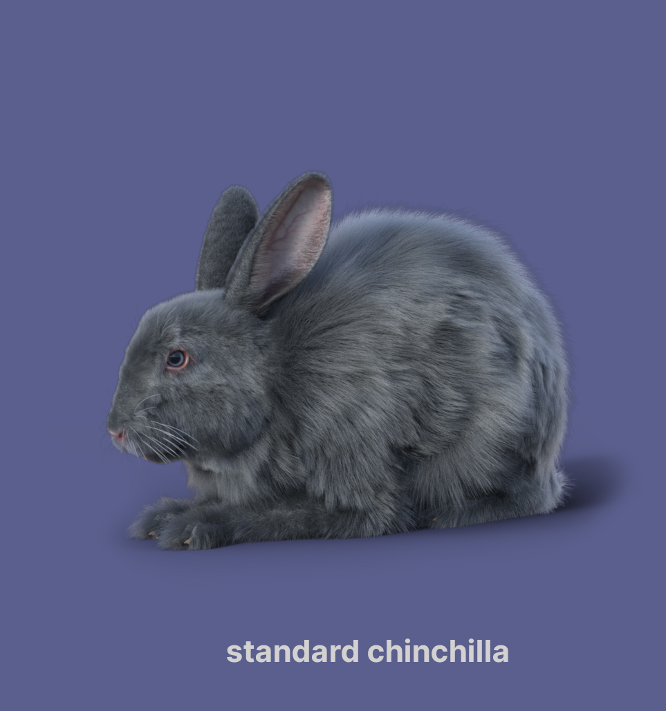 Rabbits by AM - Collection 2 | Daz 3D