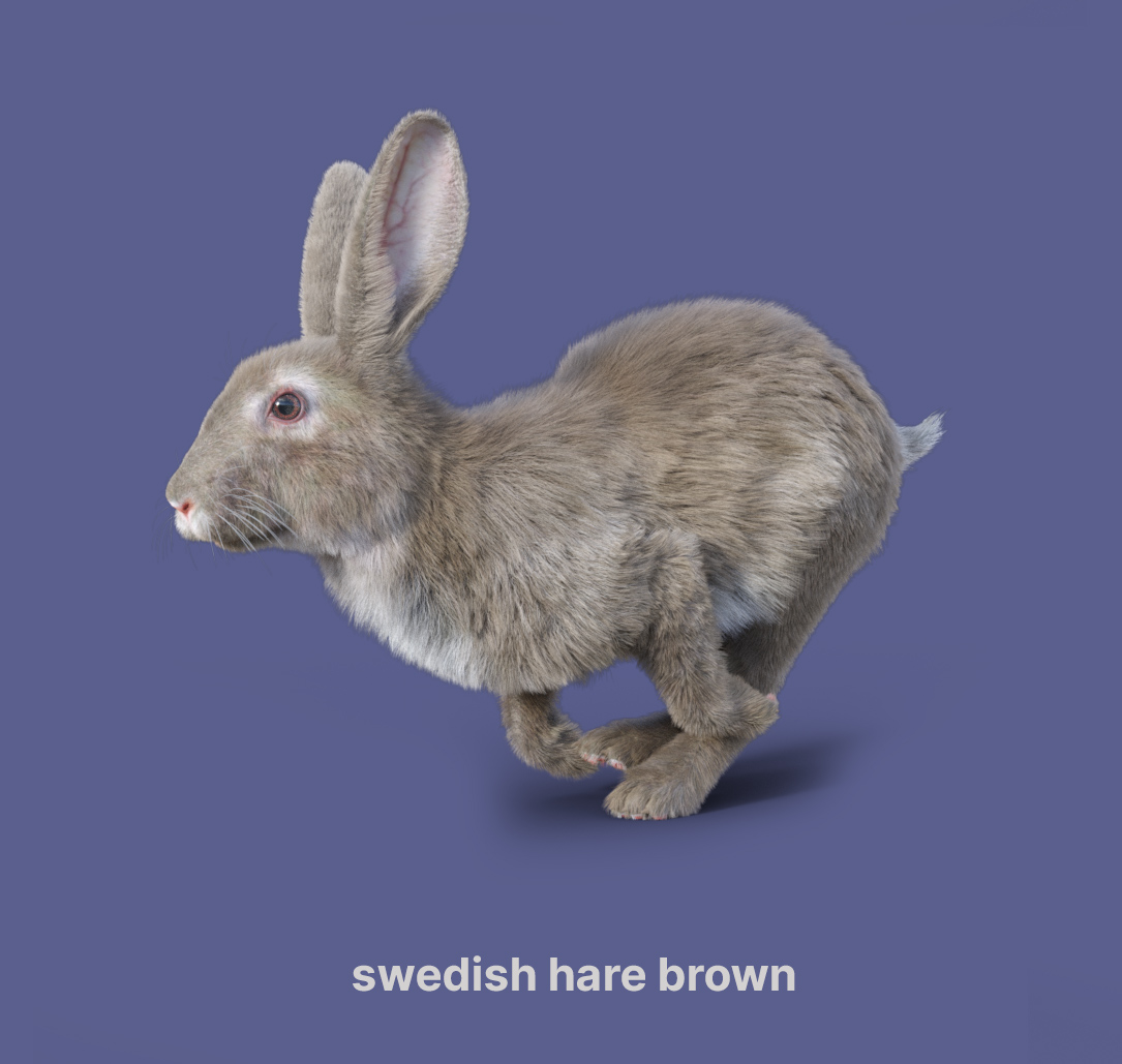 Rabbits by AM - Collection 2 | Daz 3D