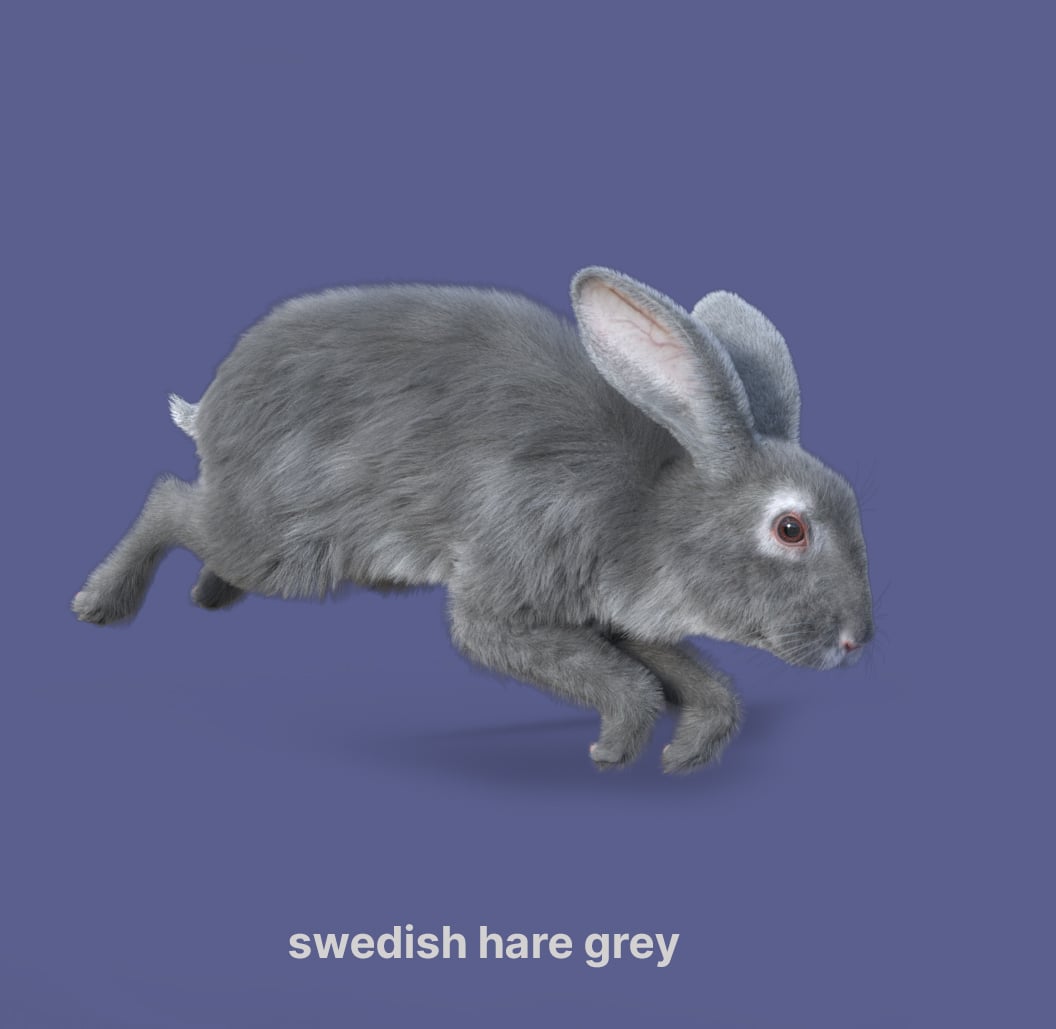 Rabbits by AM - Collection 2 | Daz 3D