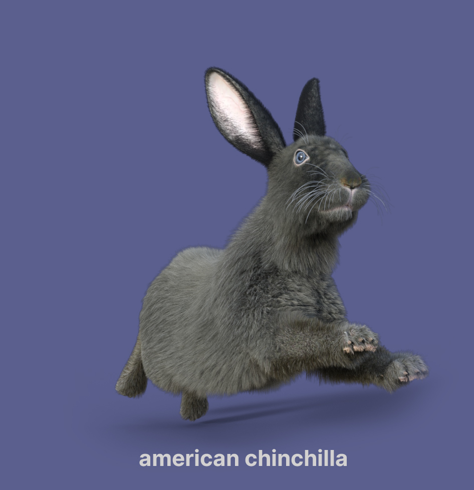 Rabbits by AM - Collection 2 | Daz 3D