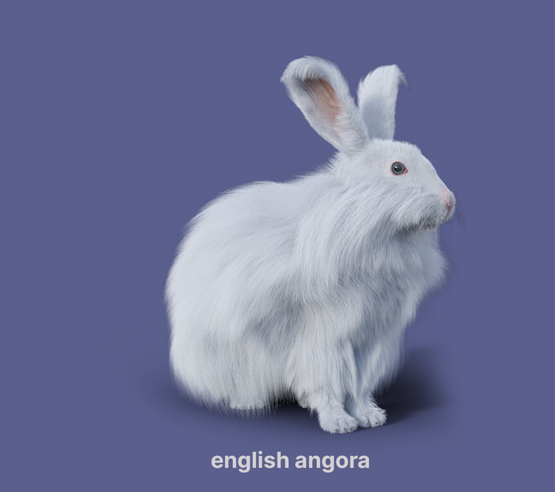 Rabbits by AM - Collection 2 | Daz 3D