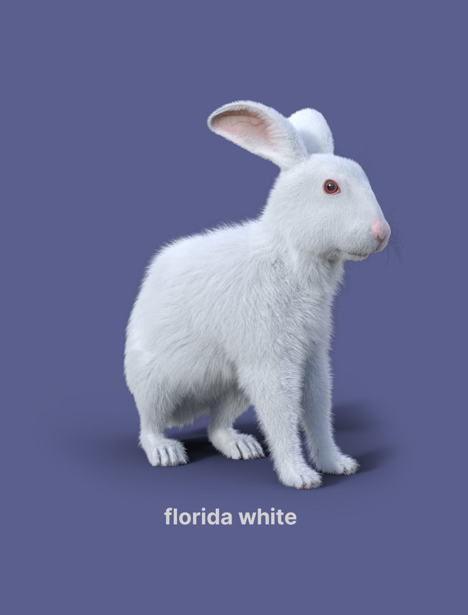 Rabbits by AM - Collection 2 | Daz 3D