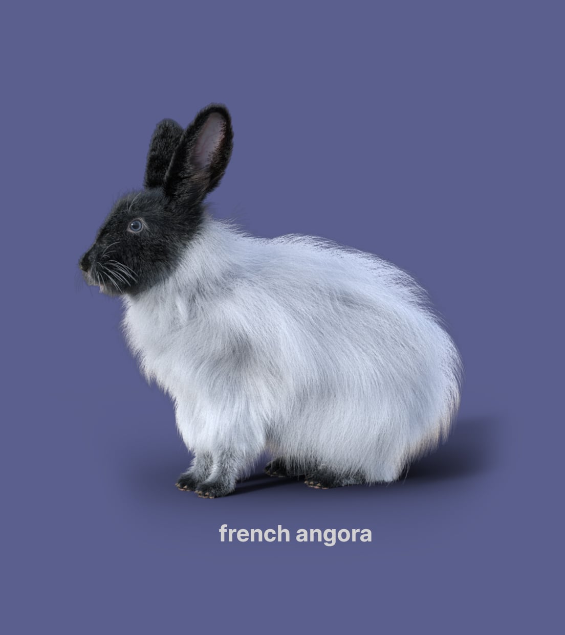 Rabbits by AM - Collection 2 | Daz 3D