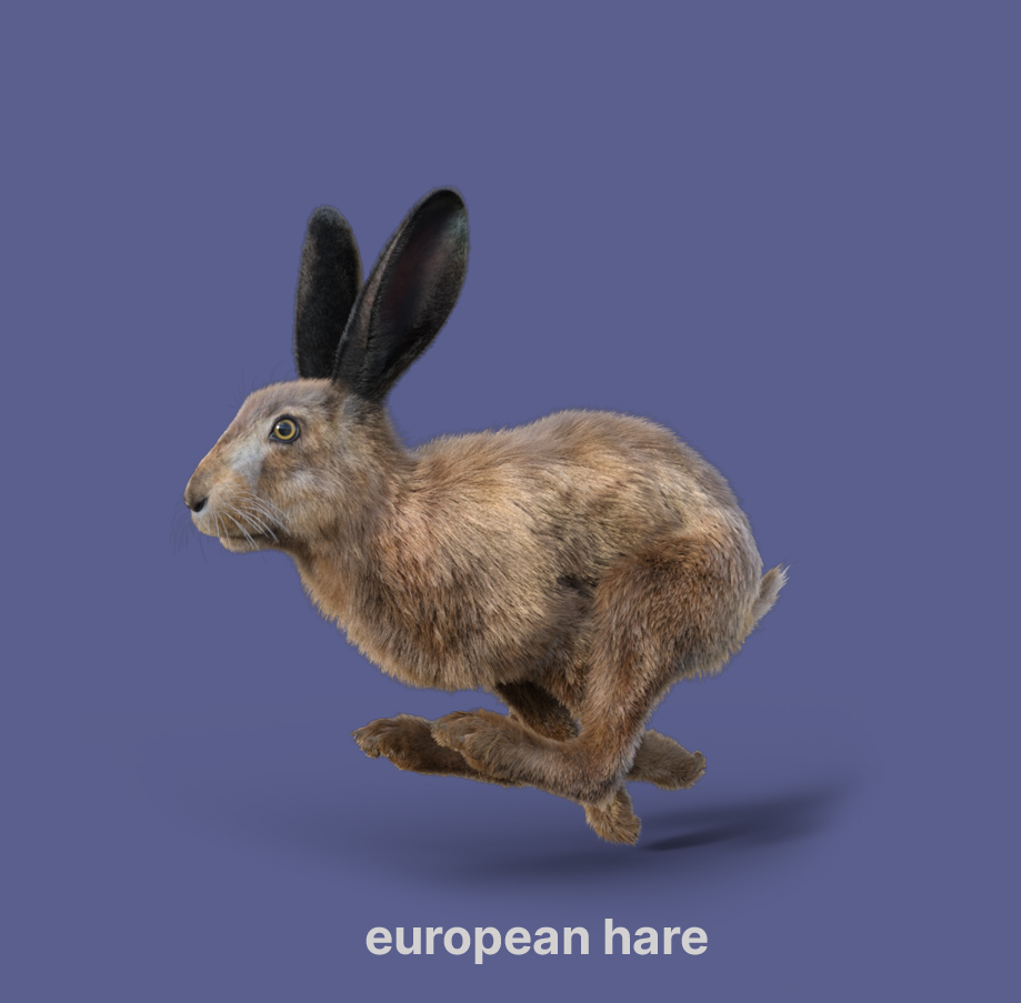 Rabbits by AM - Collection 3 | Daz 3D