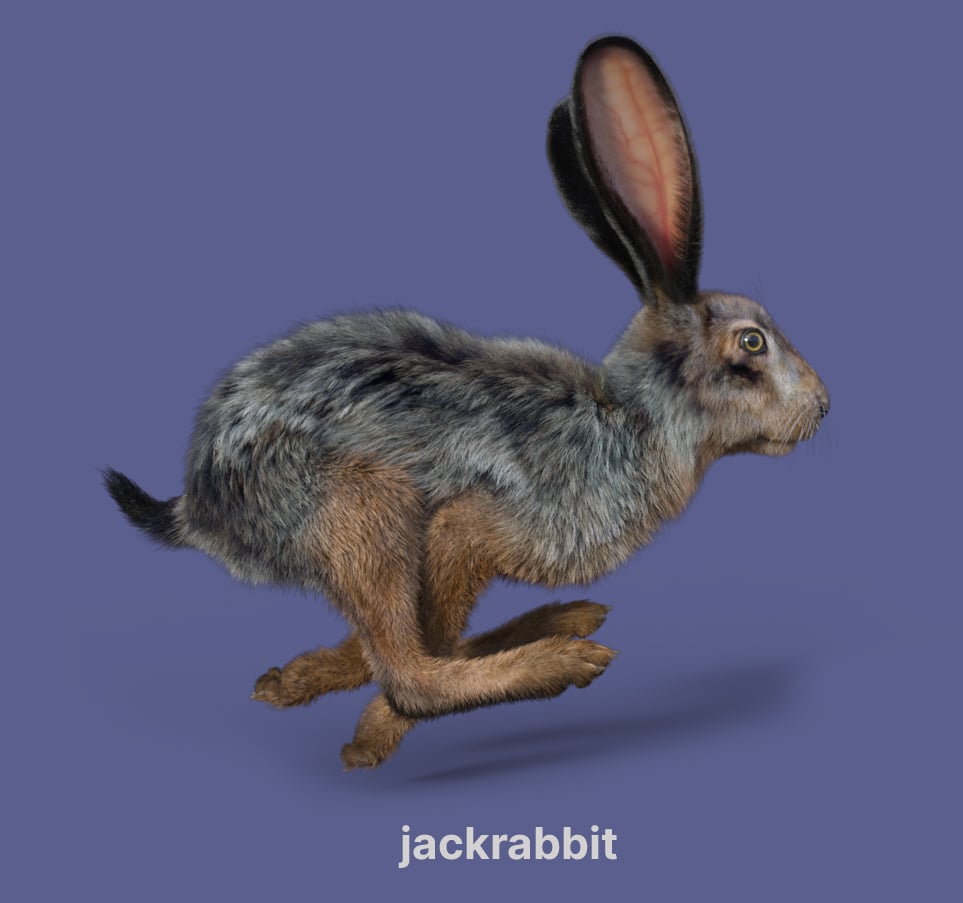 Rabbits by AM - Collection 3 | Daz 3D