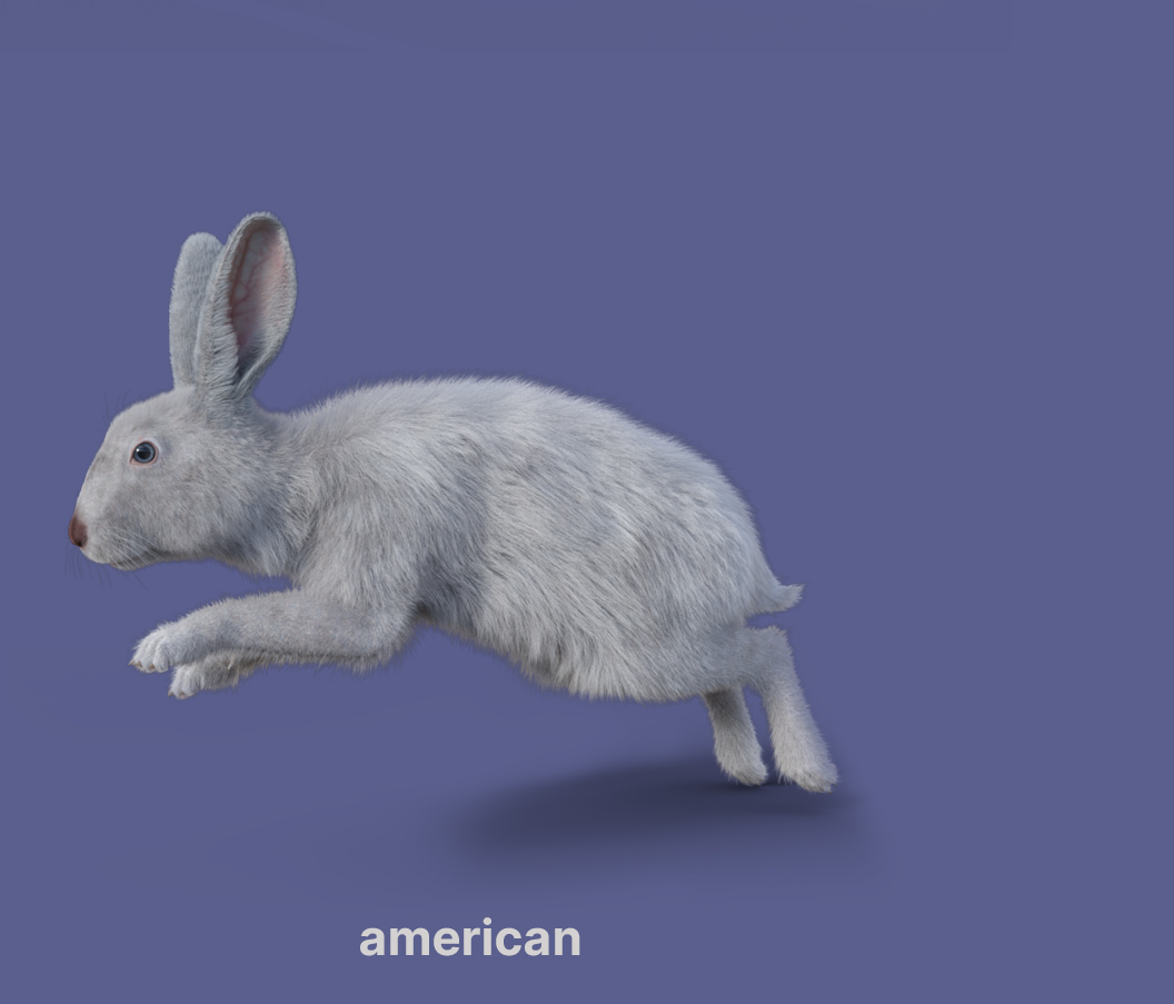 Rabbits by AM - Collection 3 | Daz 3D