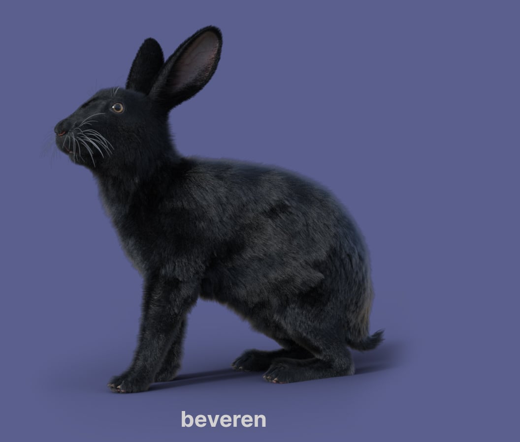 Rabbits by AM - Collection 3 | Daz 3D