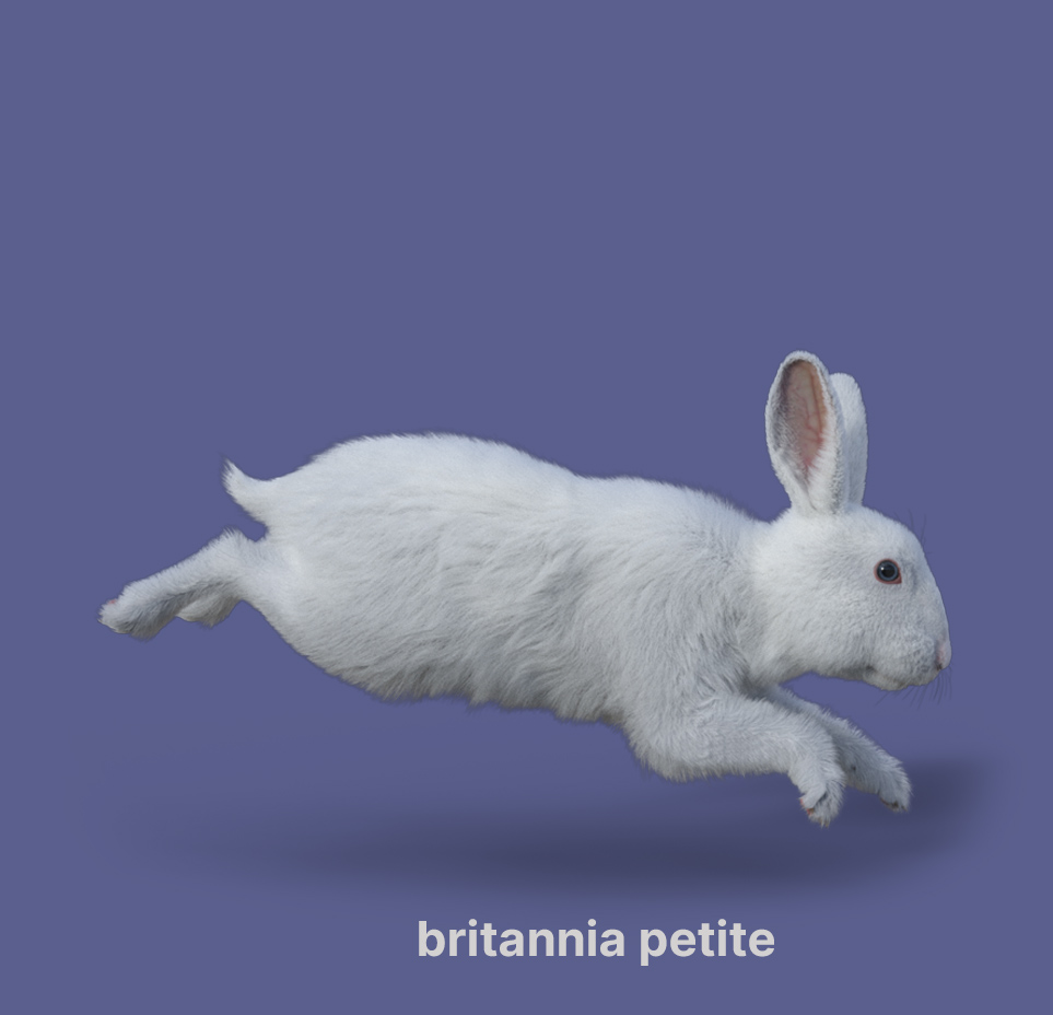 Rabbits by AM - Collection 3 | Daz 3D