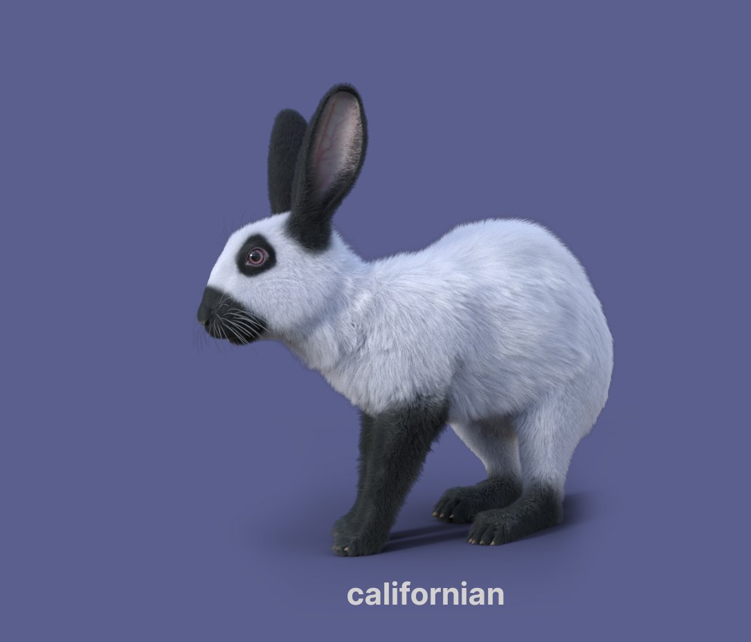 Rabbits by AM - Collection 3 | Daz 3D