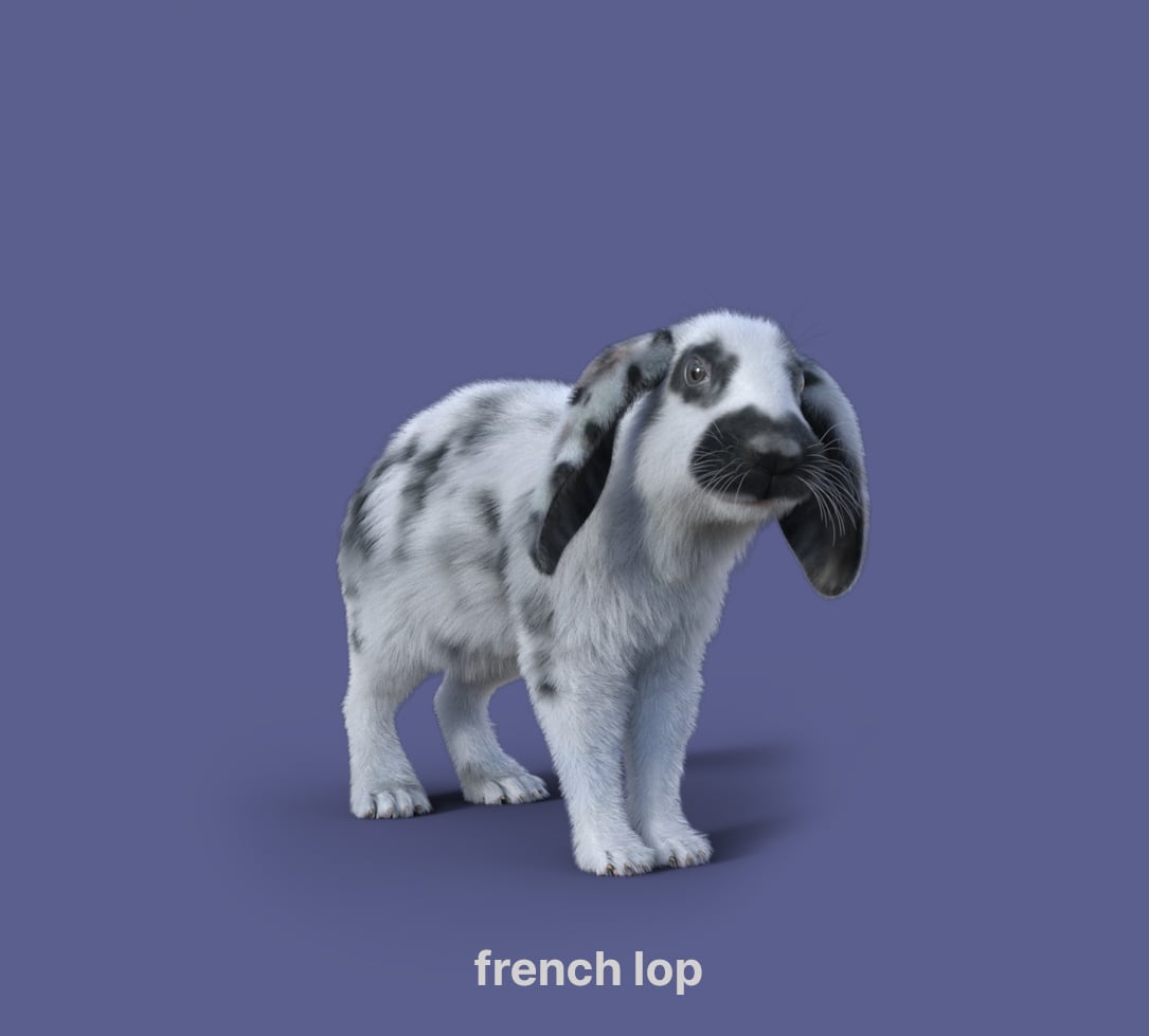 Rabbits by AM - Collection 3 | Daz 3D