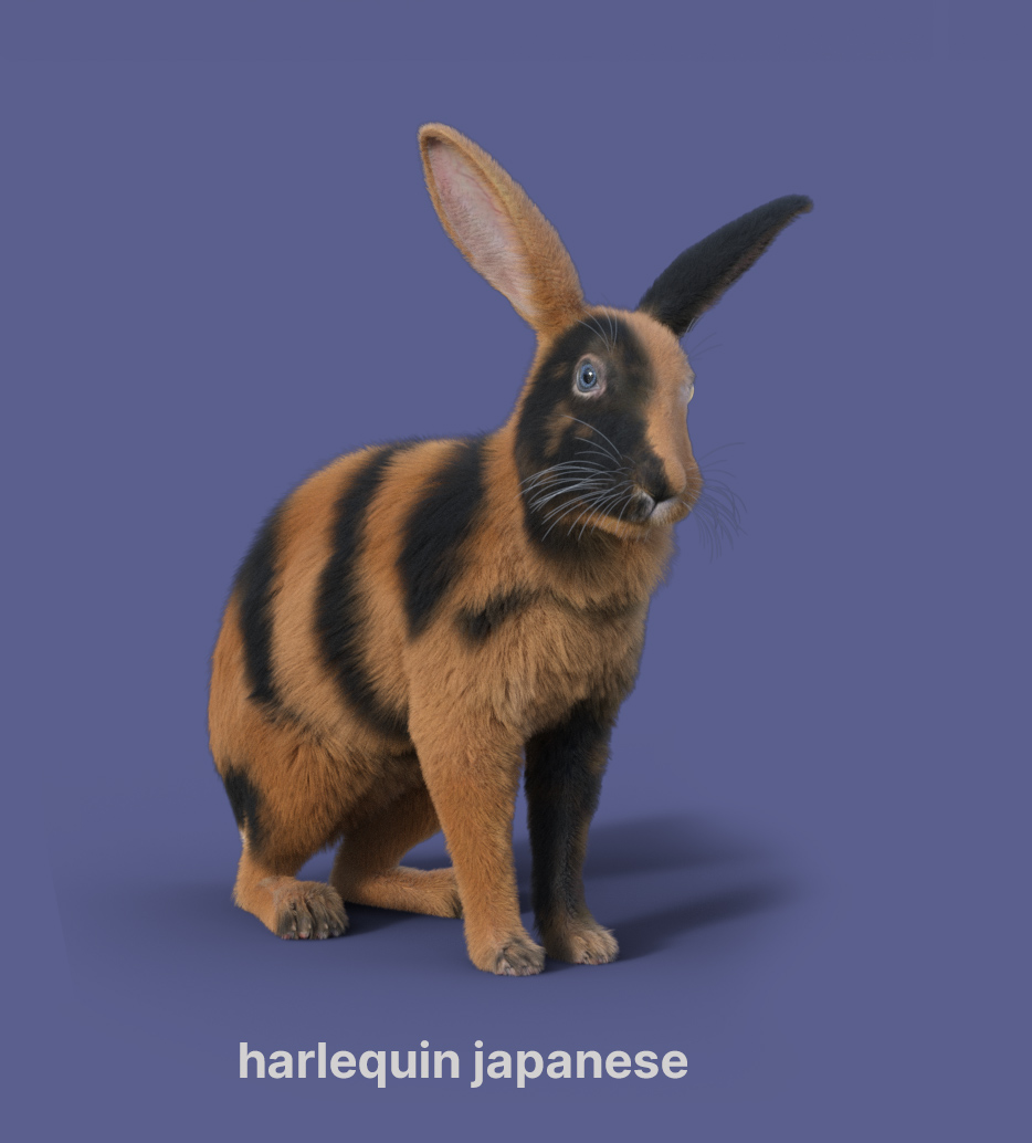 All the Rabbits by AM | Daz 3D