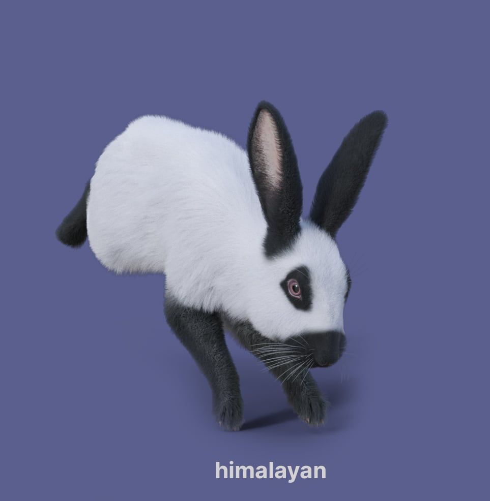 All the Rabbits by AM | Daz 3D