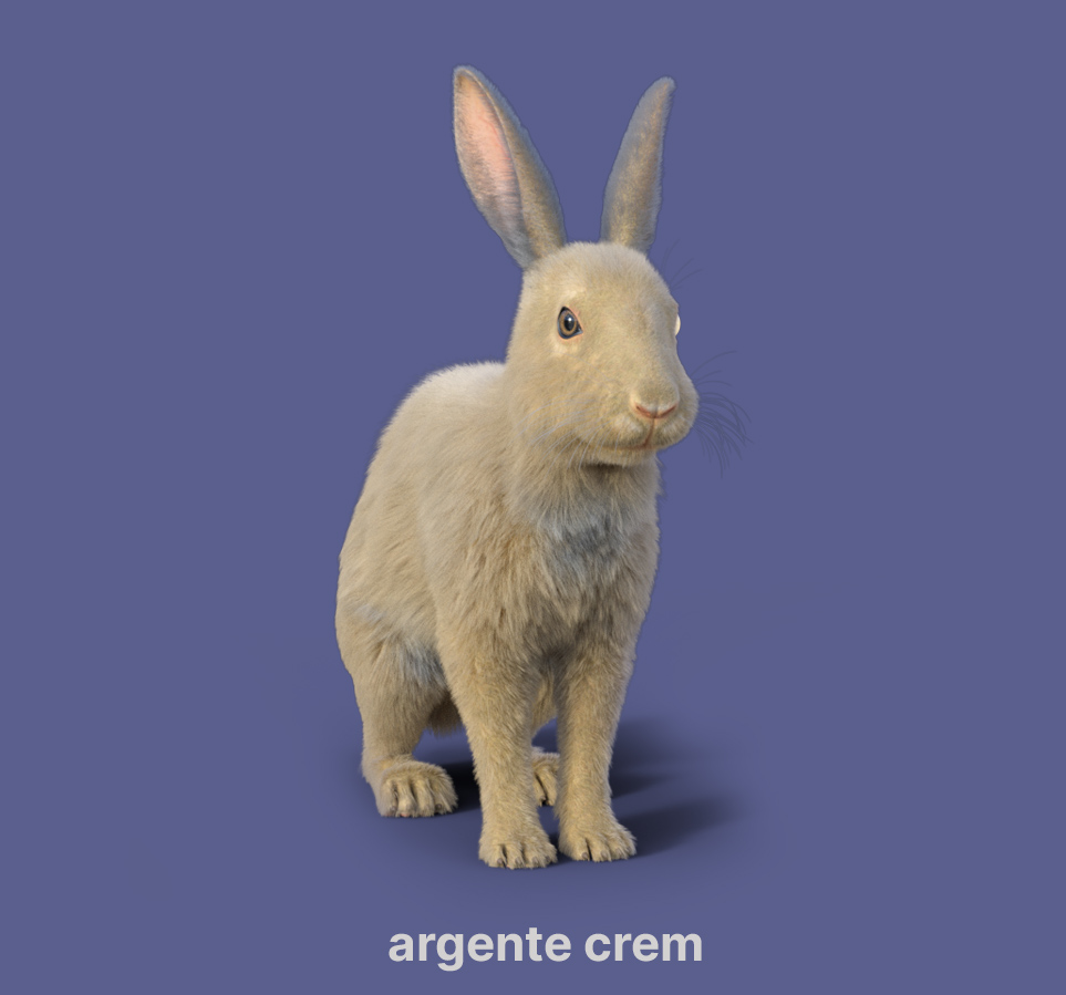 All the Rabbits by AM | Daz 3D